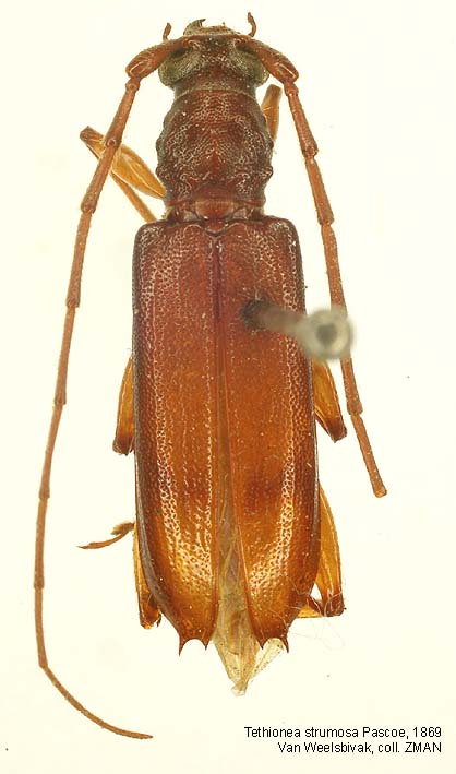Papua Insects Foundation (Coleoptera/Cerambycidae/Cerambycinae)